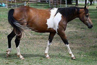 Sunrise Cutting Horses - 2025 Foals