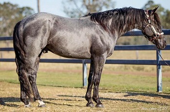 Sunrise Cutting Horses